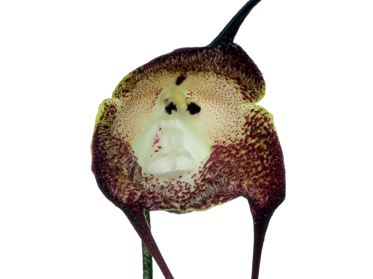 Dracula simia nice clon — Ecuagenera Orquídeas del Ecuador