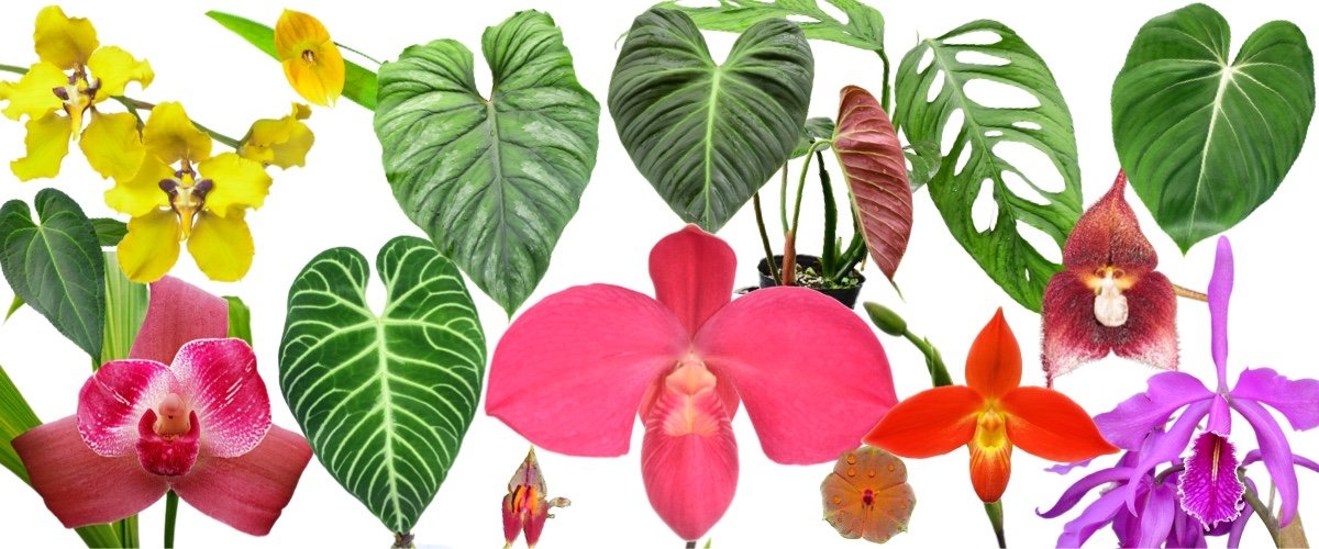 Anthurium Eureka x Anthurium Andean Moon — Ecuagenera Orquídeas del Ecuador