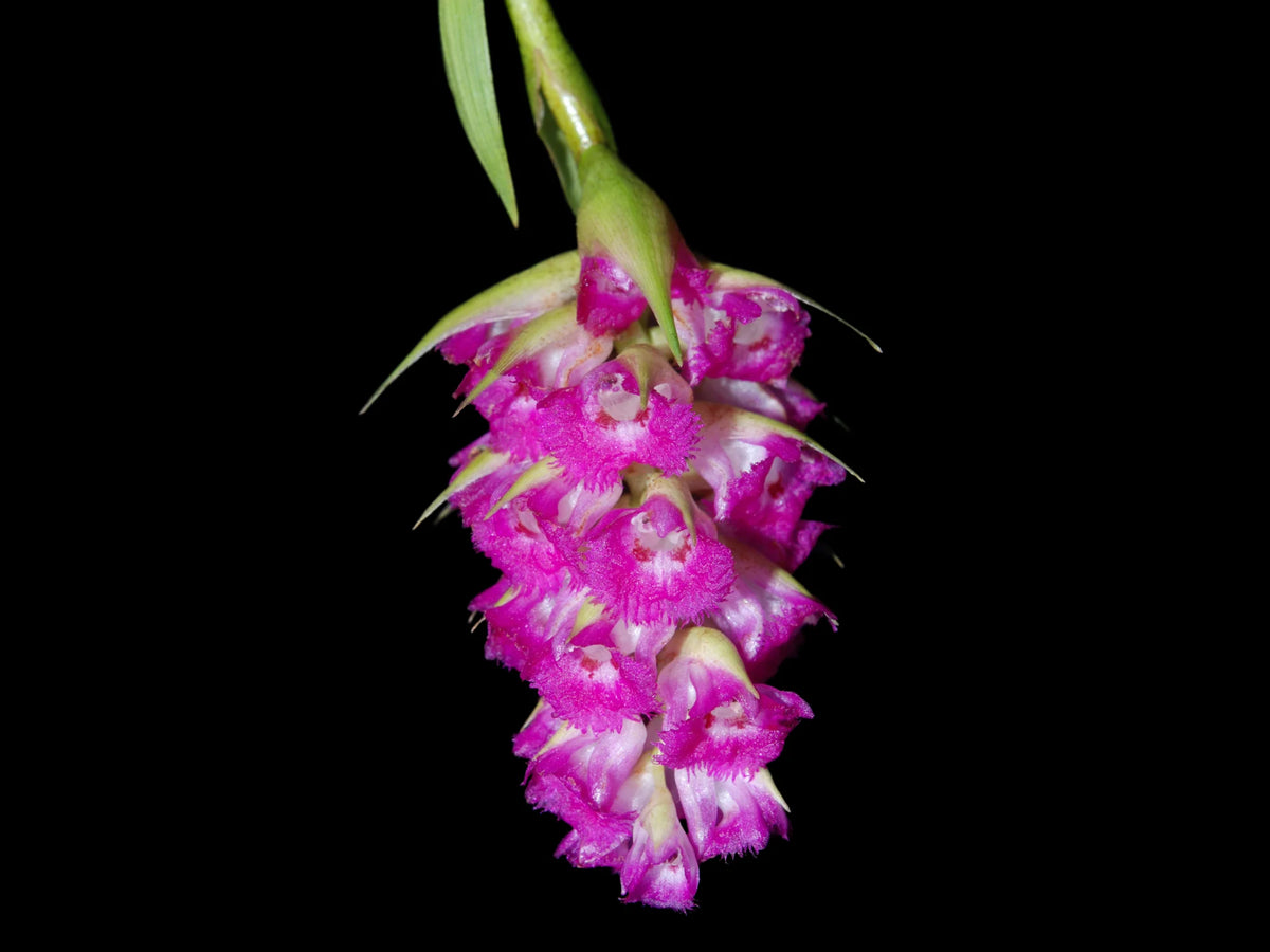 Elleanthus amethystinoides — Ecuagenera Orquídeas del Ecuador