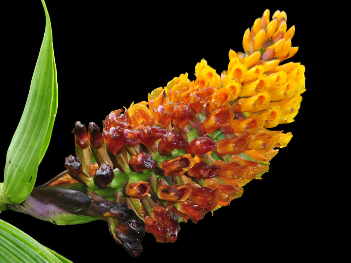 Elleanthus aureus — Ecuagenera Orquídeas del Ecuador