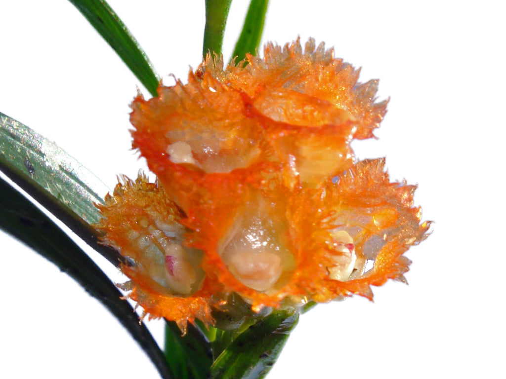 Elleanthus — Ecuagenera Orquídeas del Ecuador