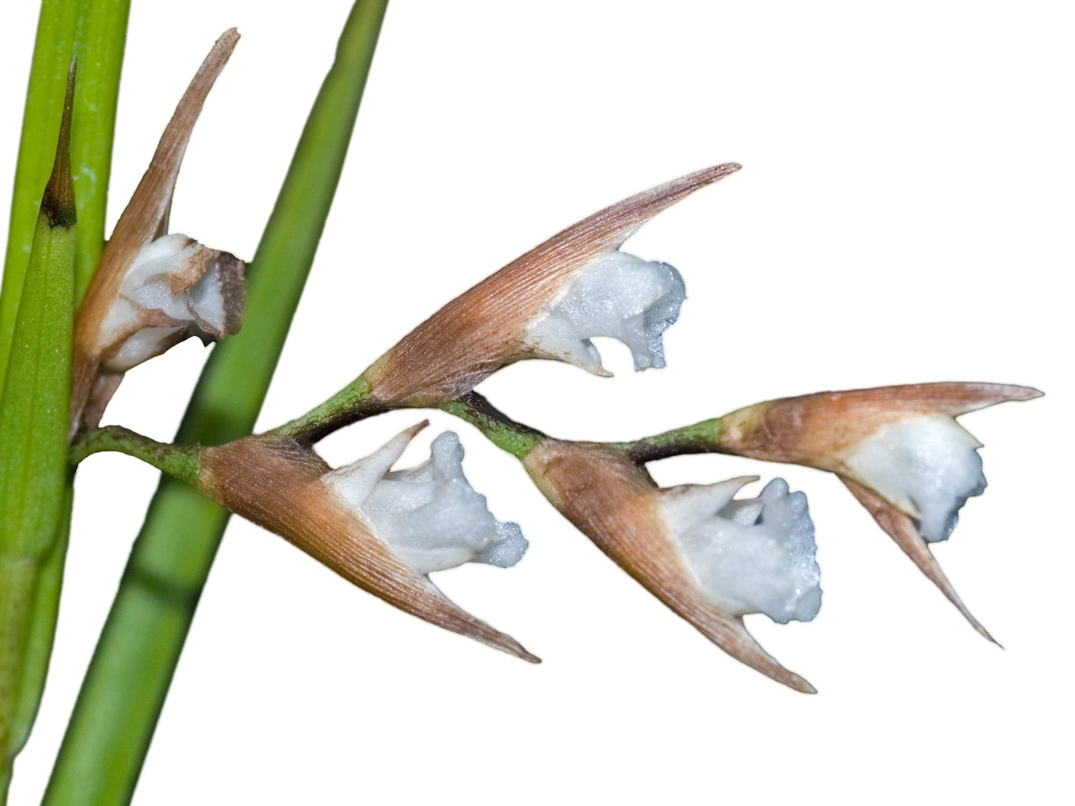 Elleanthus graminifolius — Ecuagenera Orquídeas del Ecuador