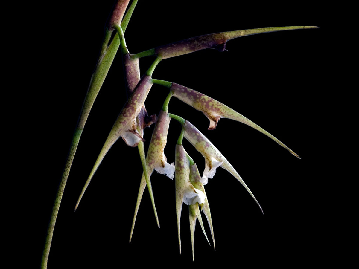 Elleanthus lancifolius — Ecuagenera Orquídeas del Ecuador