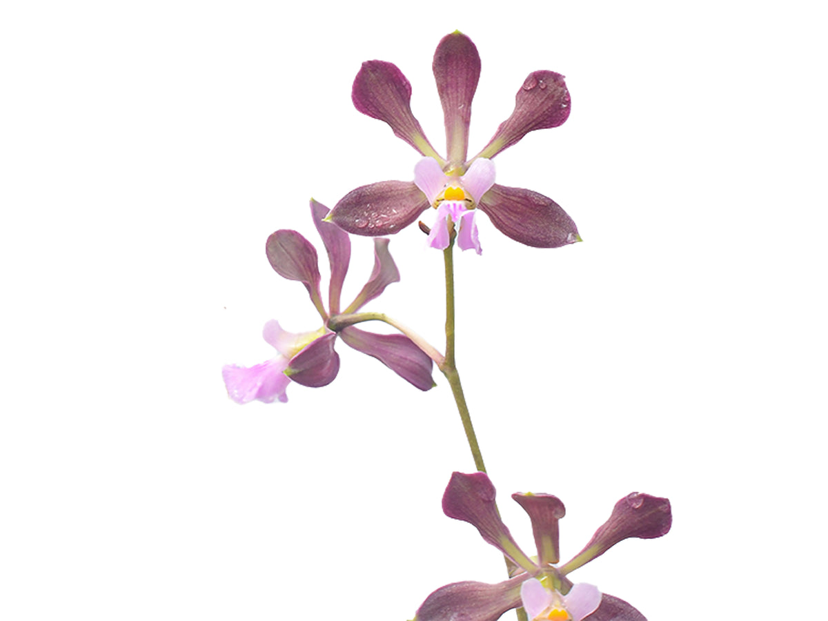 Encyclia alboxanthina × cordigera Pink – Interspecific Encyclia Hybrid ...