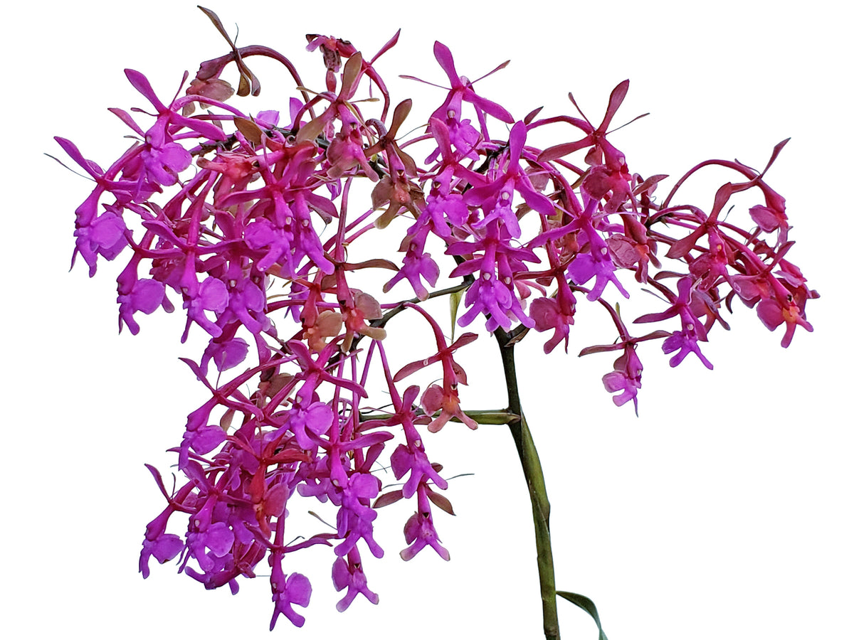 Epidendrum Max Reutlinger — Ecuagenera Orquídeas del Ecuador