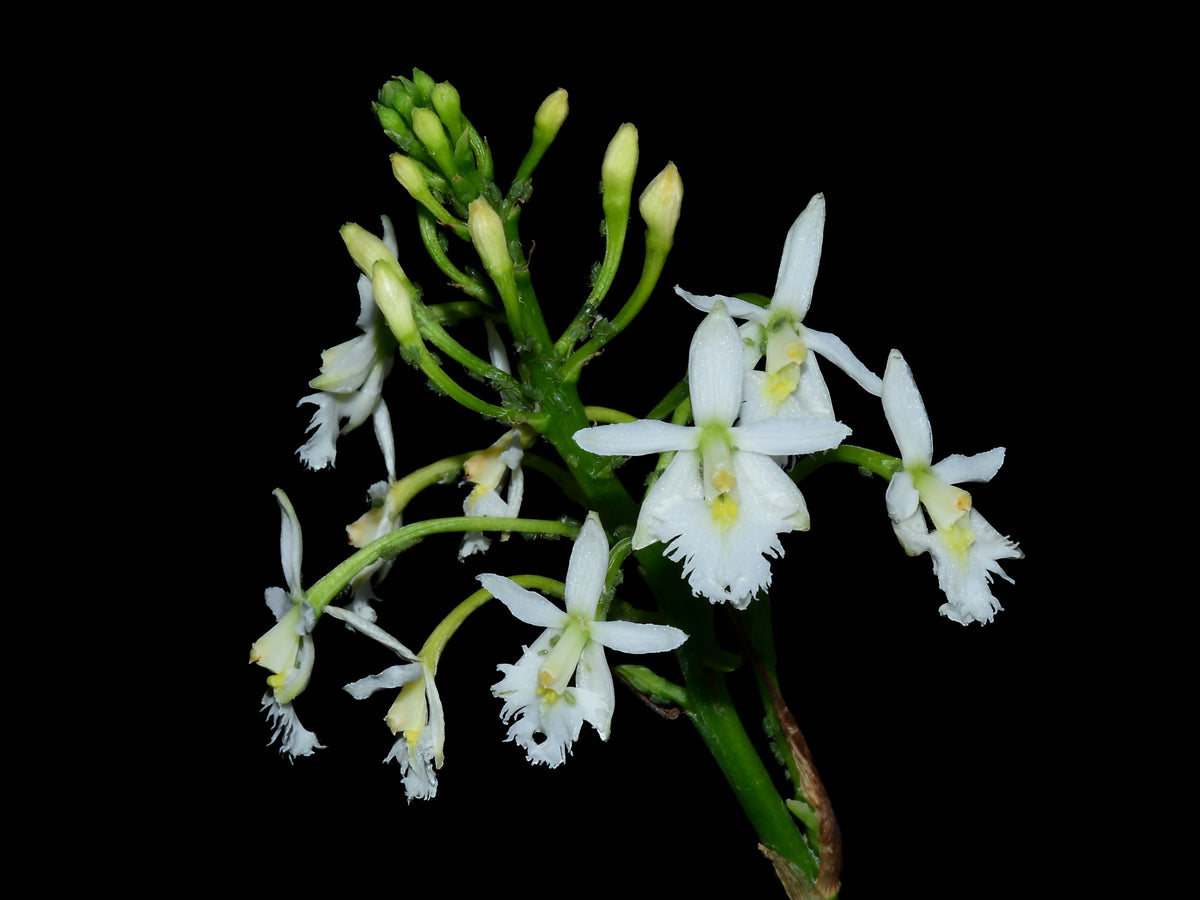 Epidendrum calanthum alba — Ecuagenera Orquídeas del Ecuador