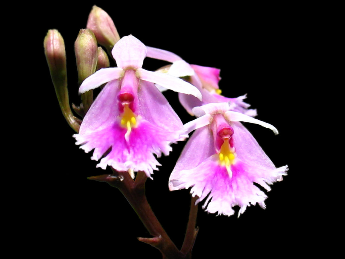 Epidendrum calanthum — Ecuagenera Orquídeas del Ecuador