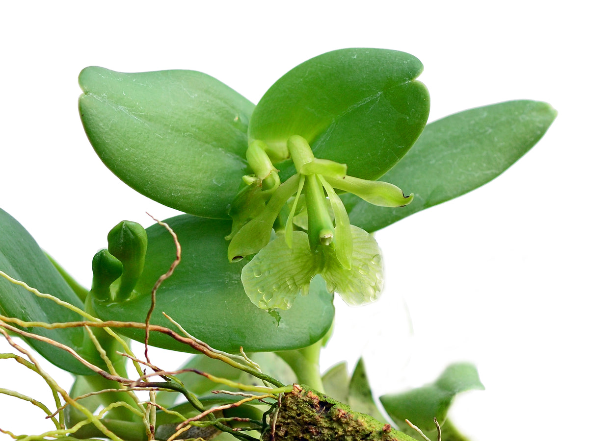 Epidendrum difforme — Ecuagenera Orquídeas del Ecuador
