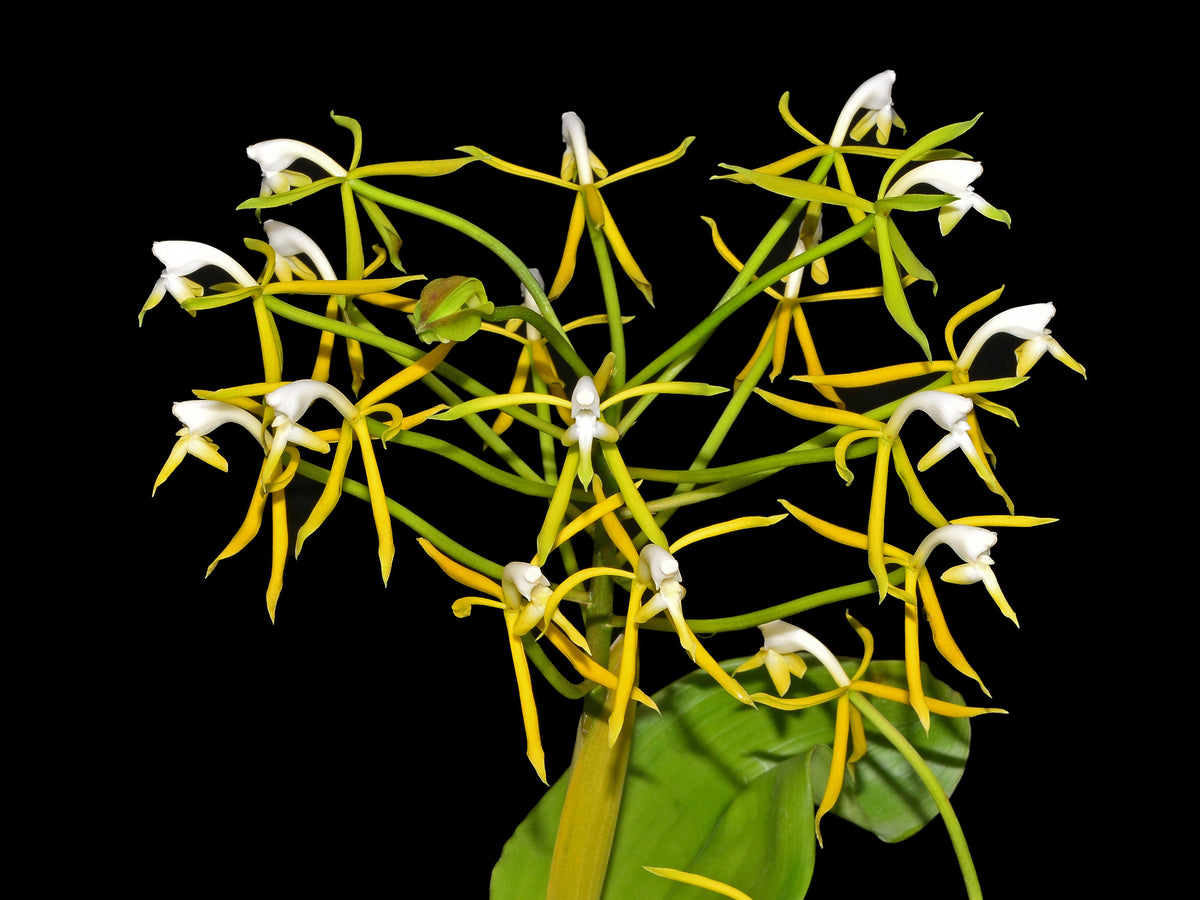 Epidendrum lehmannii — Ecuagenera Orquídeas del Ecuador
