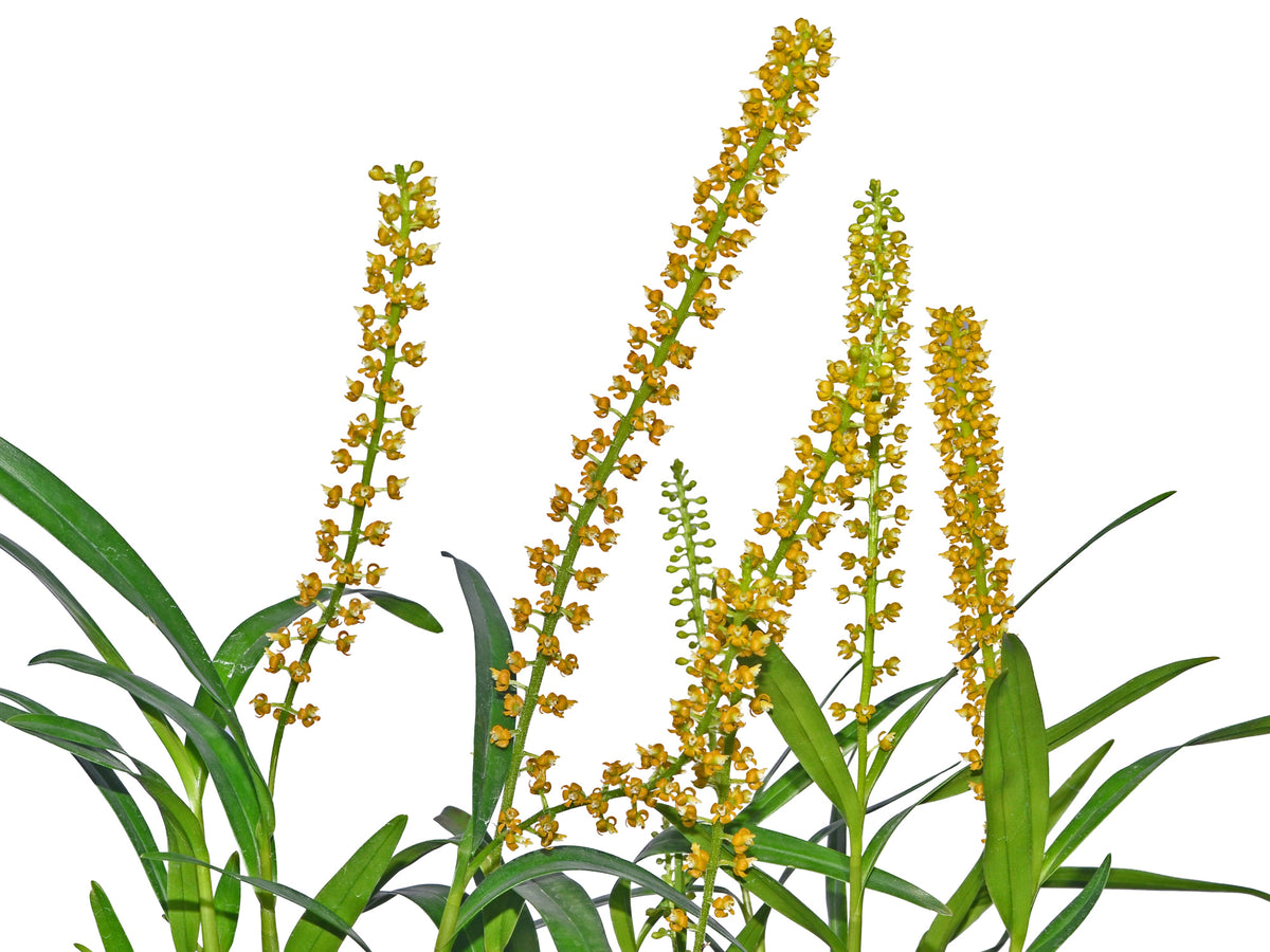 Epidendrum macrum — Ecuagenera Orquídeas del Ecuador