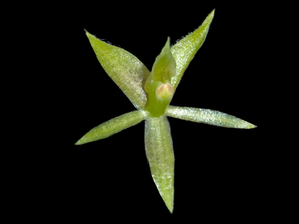 Epidendrum microphyllum — Ecuagenera Orquídeas del Ecuador