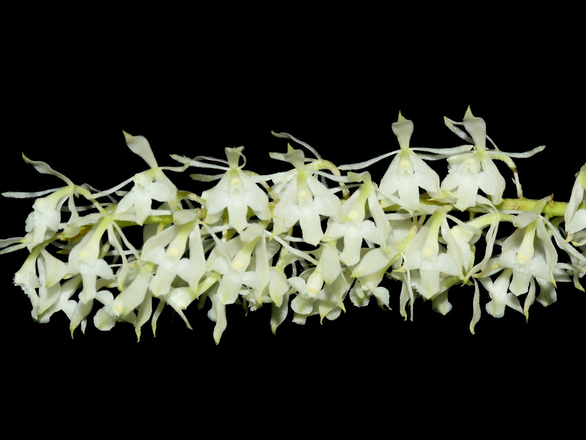 Epidendrum purum — Ecuagenera Orquídeas del Ecuador