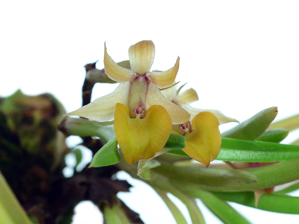 Epidendrum serpens — Ecuagenera Orquídeas del Ecuador
