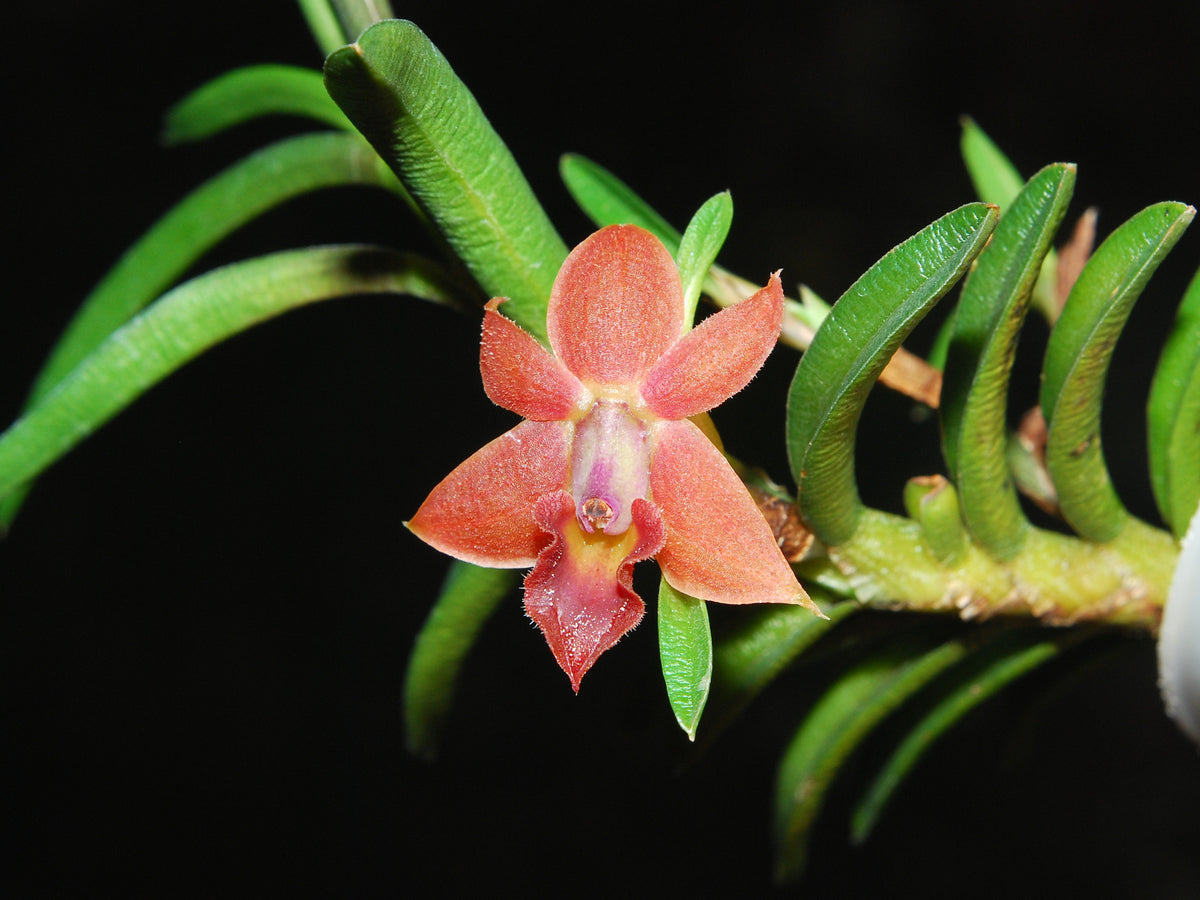 Epidendrum sophronitoides — Ecuagenera Orquídeas del Ecuador