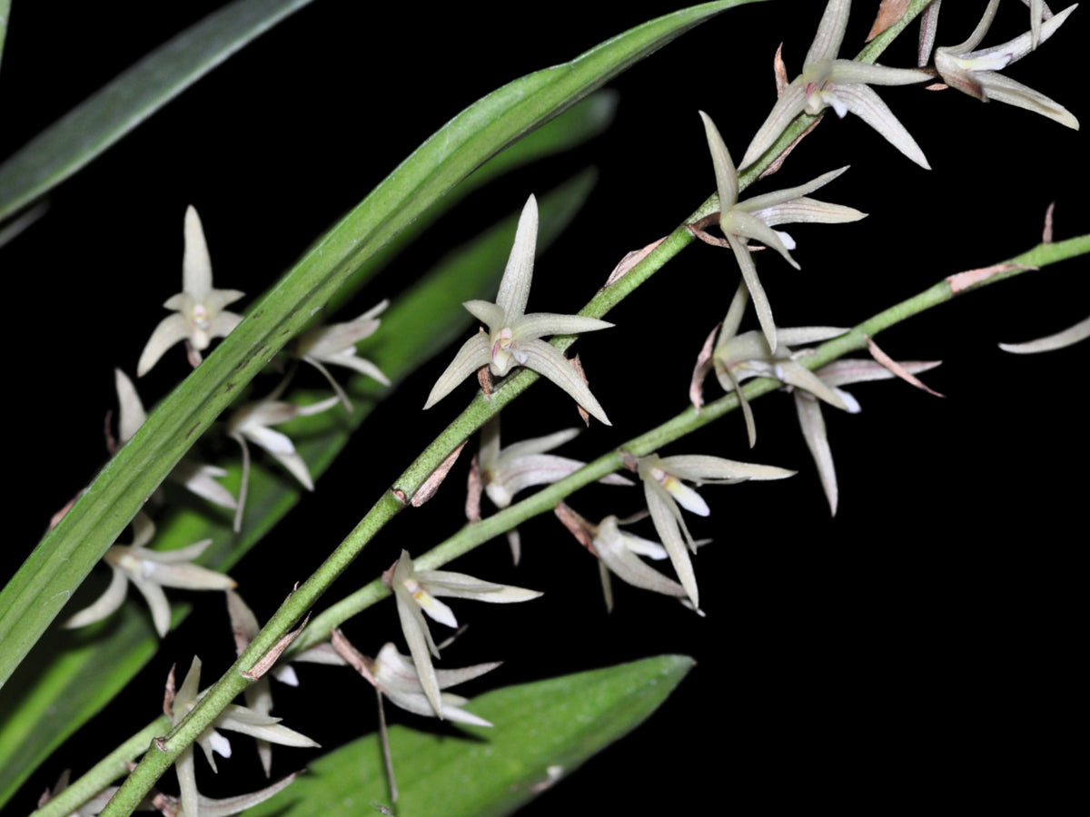 Eria javanica — Ecuagenera Orquídeas del Ecuador