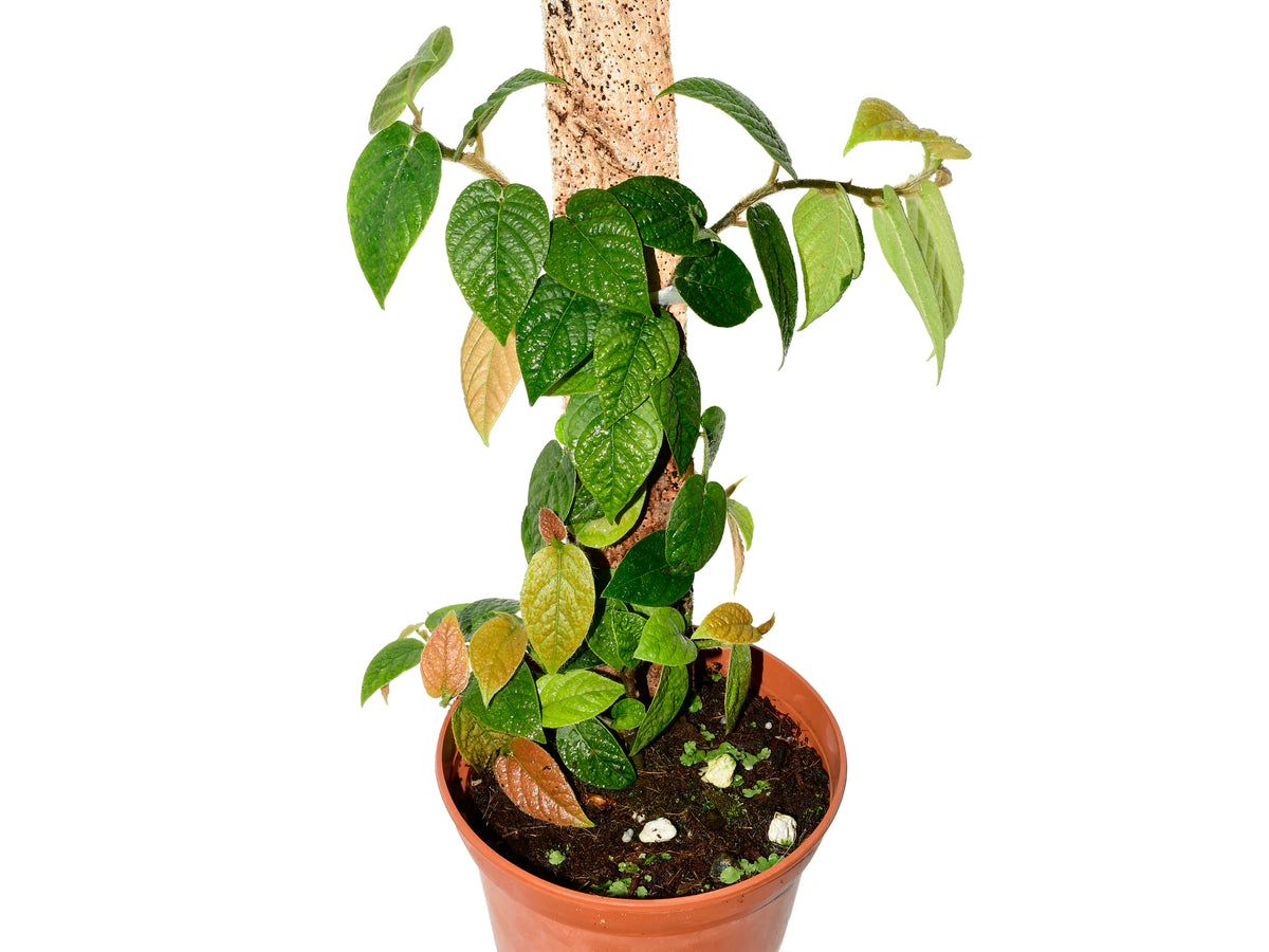 Ficus villosa — Ecuagenera Orquídeas del Ecuador