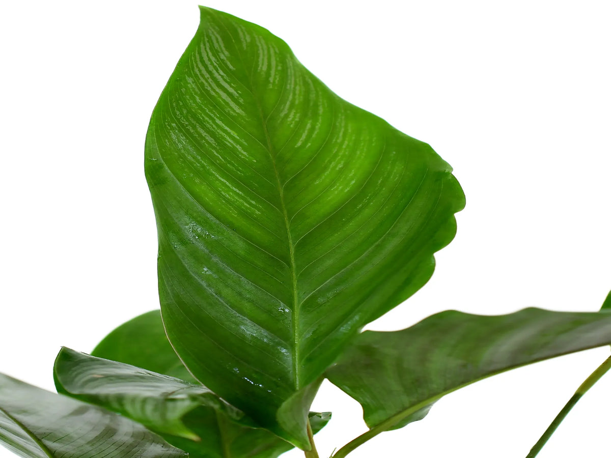 Goeppertia bantae — Ecuagenera Orquídeas del Ecuador