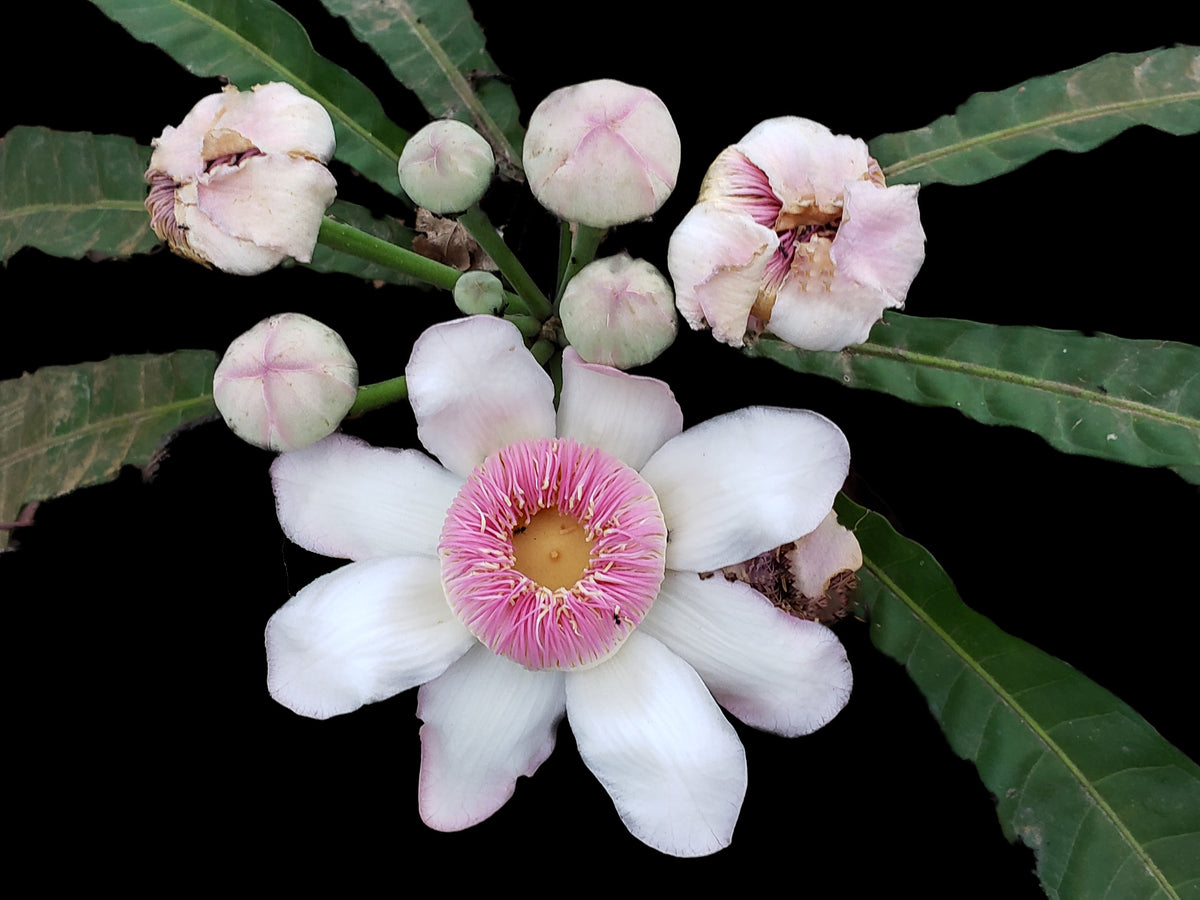 Gustavia angustifolia — Ecuagenera Orquídeas del Ecuador