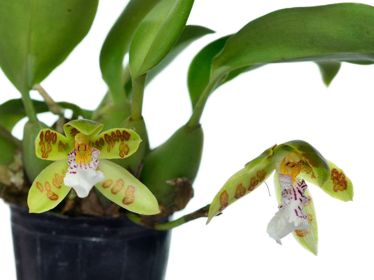 Trichopilia sanguinolenta — Ecuagenera Orquídeas del Ecuador
