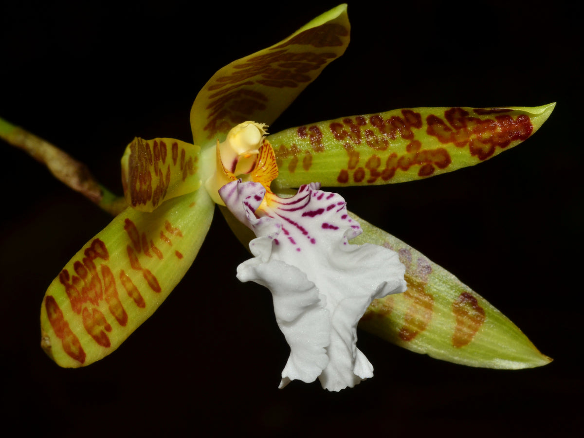 Helcia sanguinolenta — Ecuagenera Orquídeas del Ecuador