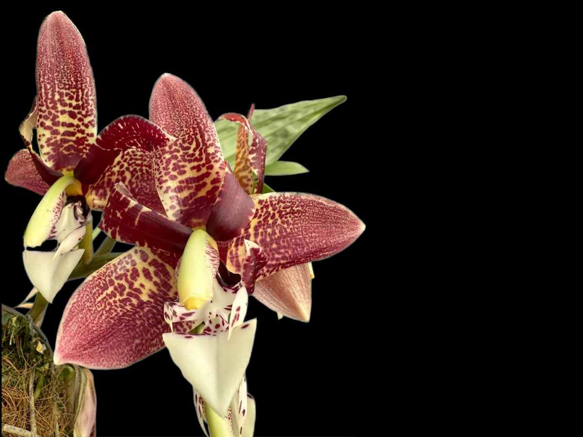 Houhopea Wayne Riggs — Ecuagenera Orquídeas del Ecuador