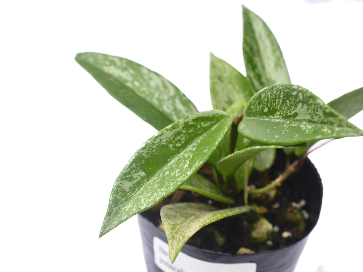 Hoya pubicalyx splash leaves — Ecuagenera Orquídeas del Ecuador