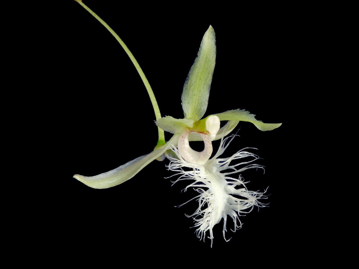 Kefersteinia mystacina — Ecuagenera Orquídeas del Ecuador