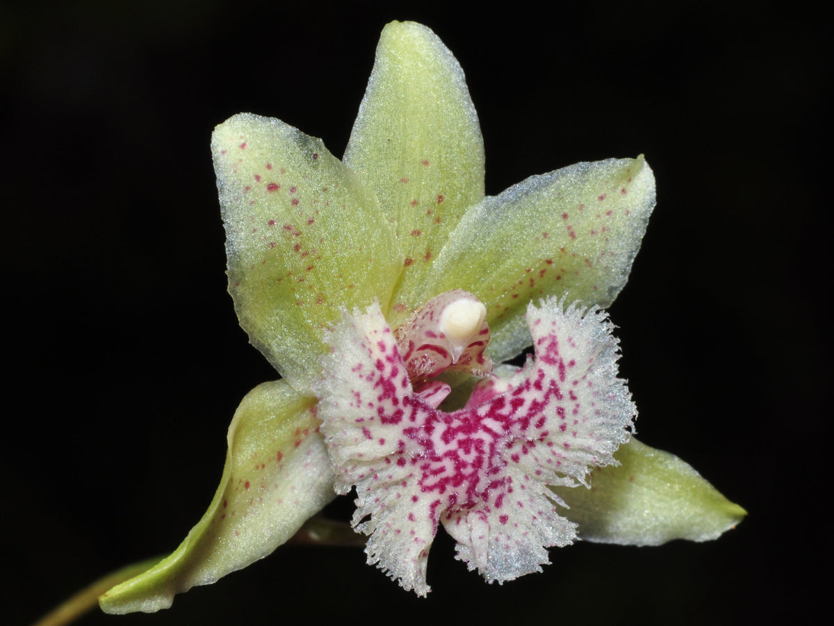 Kefersteinia sanguinolenta — Ecuagenera Orquídeas del Ecuador