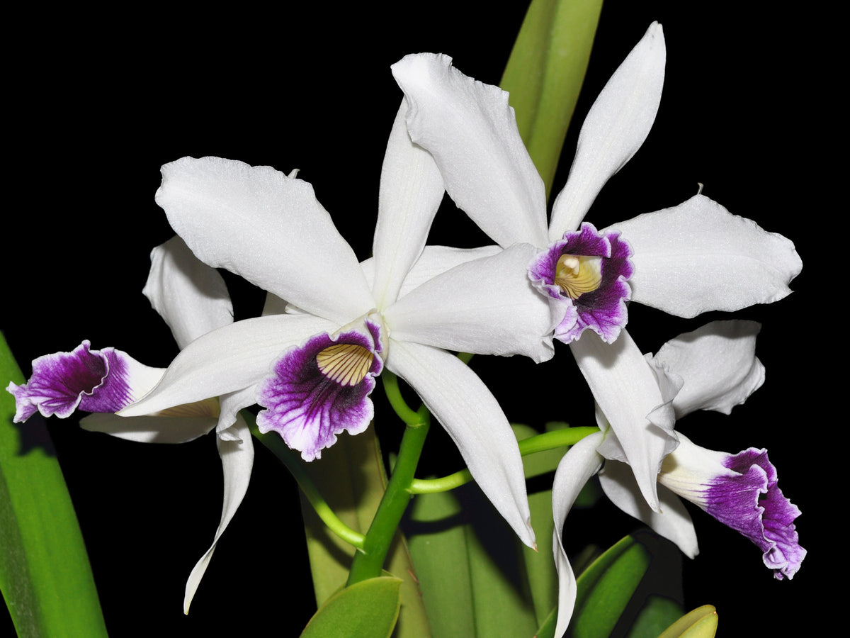Laelia purpurata uba tuba — Ecuagenera Orquídeas del Ecuador