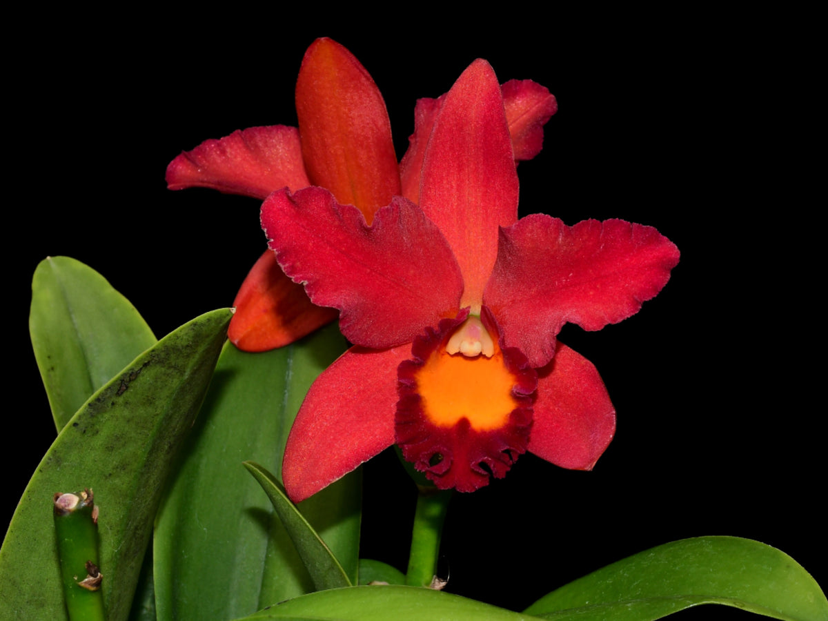 Laeliocattleya Aussie Sunset 'cosmic Fire' x P. Irene Fell Ruby Red h ...