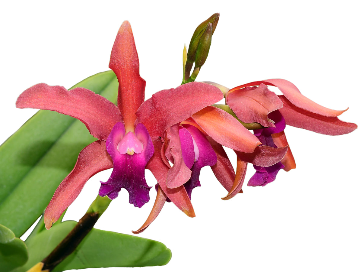 Laeliocattleya Scott Blount — Ecuagenera Orquídeas del Ecuador