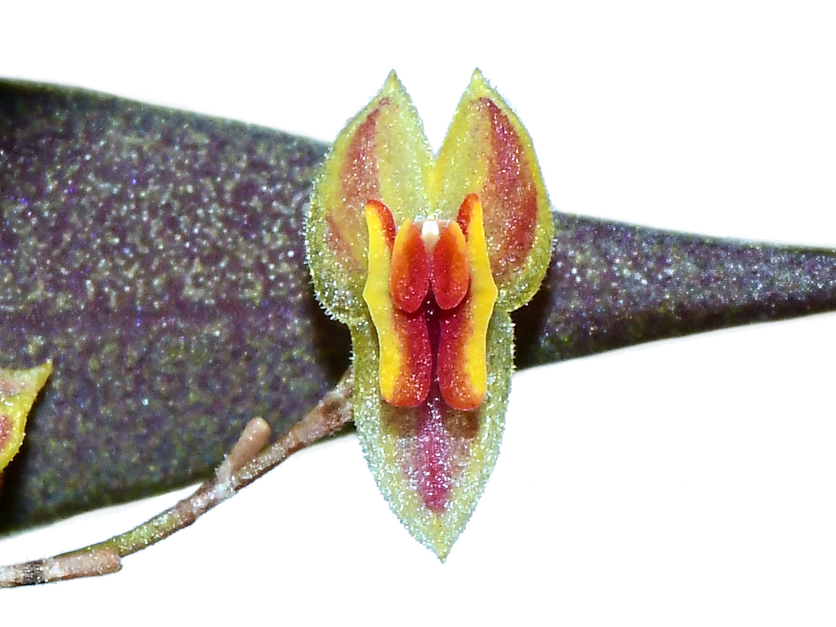 Lepanthes fusiformis — Ecuagenera Orquídeas del Ecuador