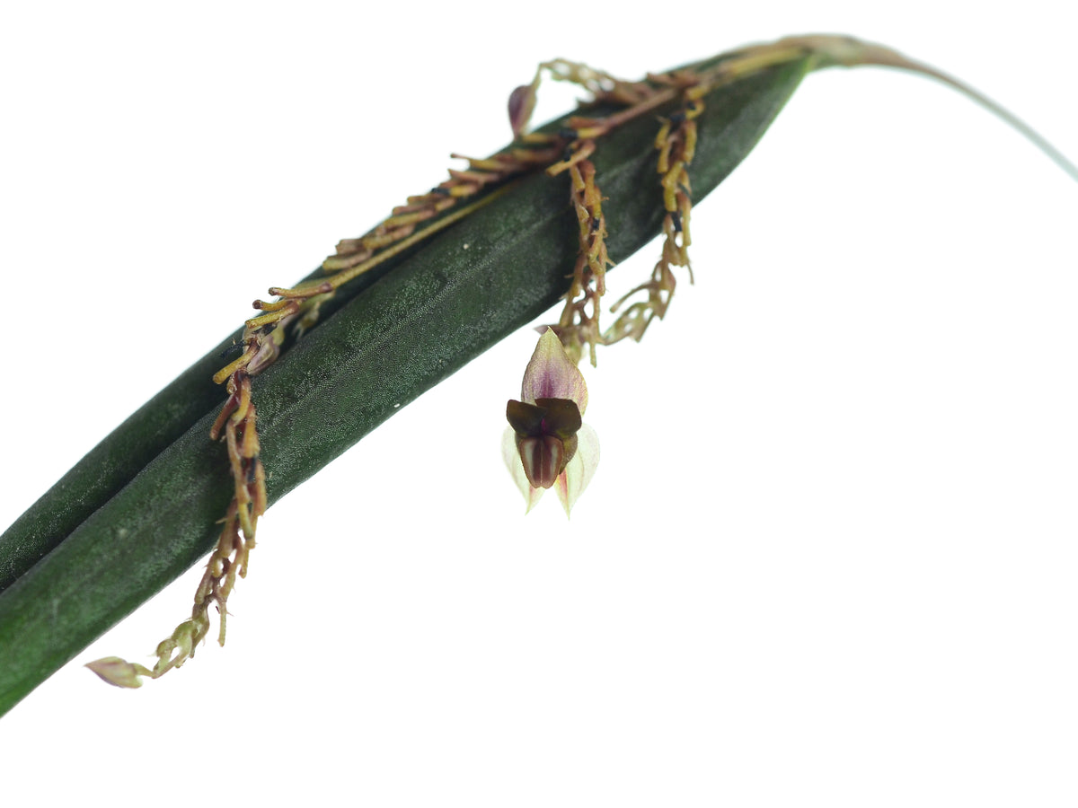 Lepanthes reventador — Ecuagenera Orquídeas del Ecuador