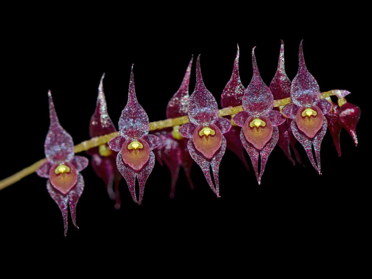 Lepanthopsis acetabulum — Ecuagenera Orquídeas del Ecuador