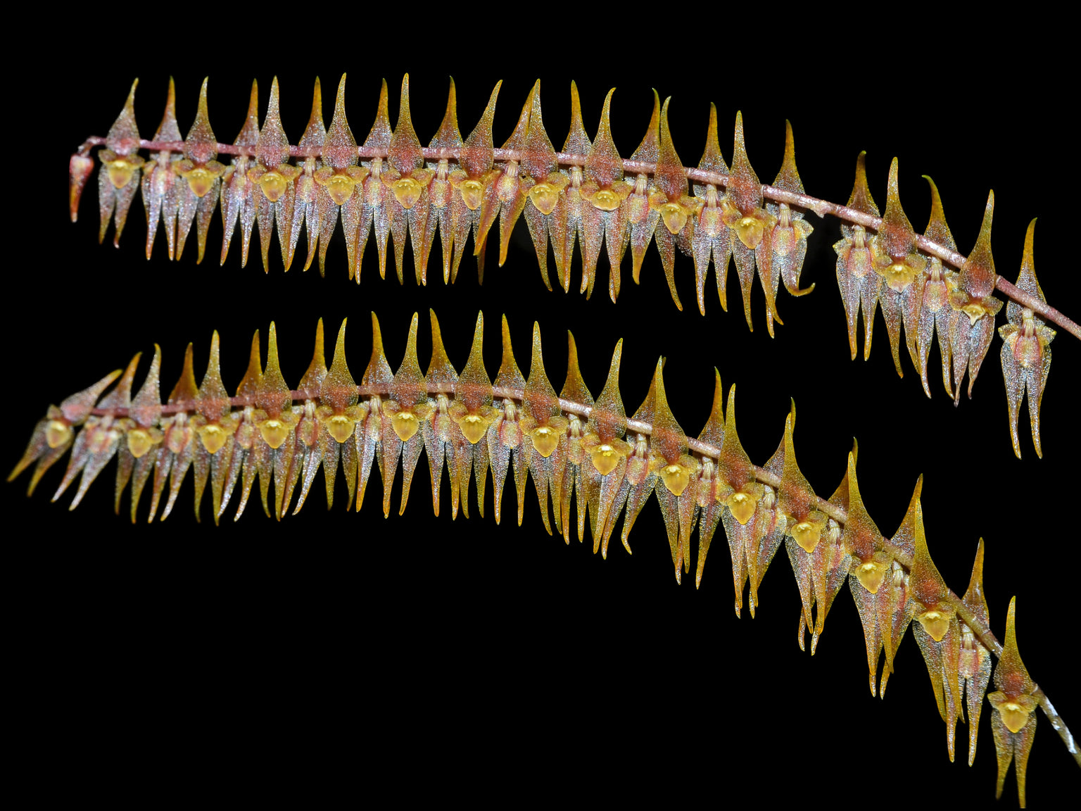 Lepanthopsis — Ecuagenera Orquídeas del Ecuador