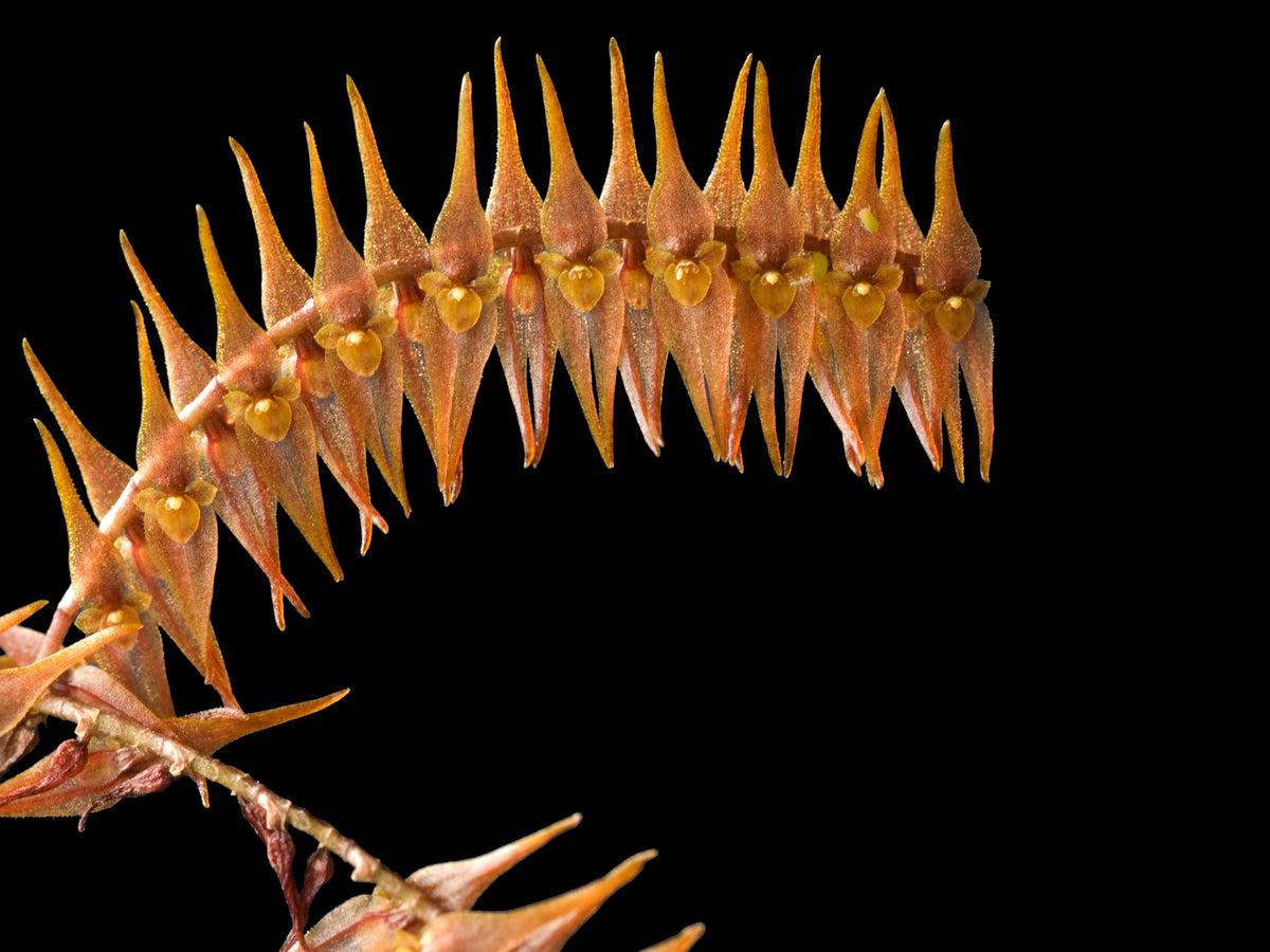 Lepanthopsis hirtzii — Ecuagenera Orquídeas del Ecuador
