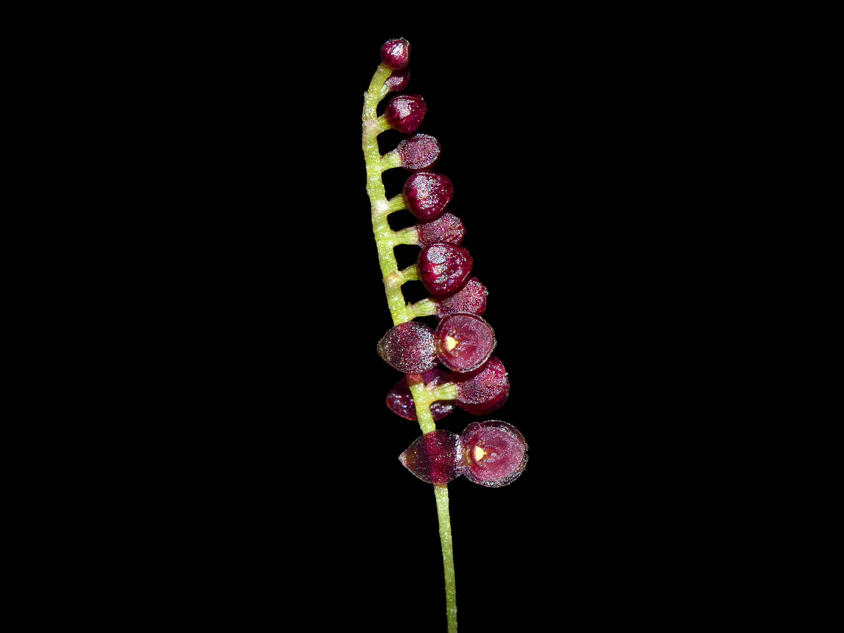 Lepanthopsis ubangii — Ecuagenera Orquídeas del Ecuador