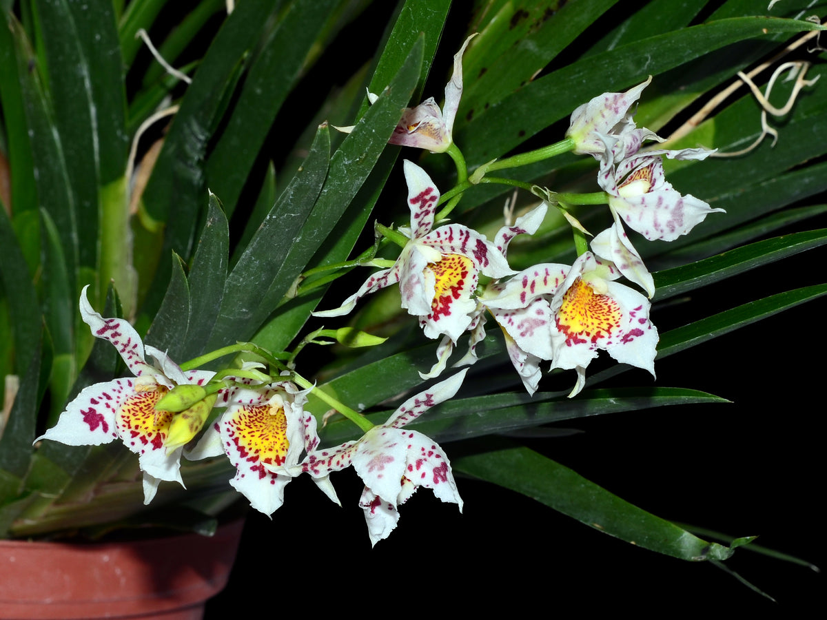 Lockcidium Norris Williams — Ecuagenera Orquídeas del Ecuador