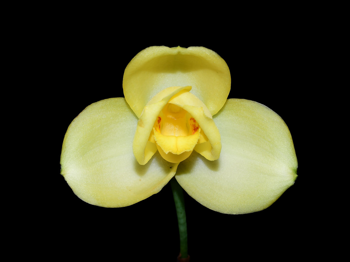 Lycaste Katsuragawa 'Aya Sisa' — Ecuagenera Orquídeas del Ecuador