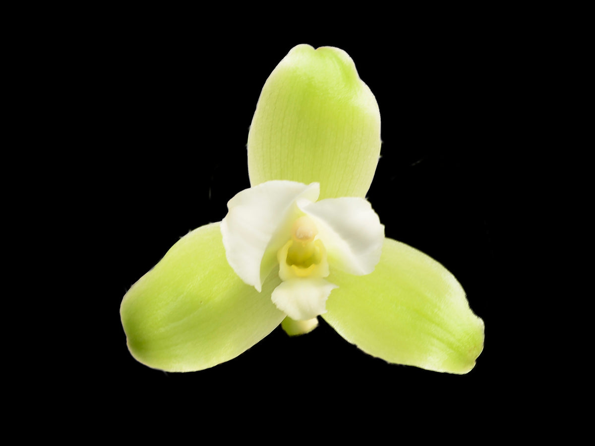 Lycaste luminosa — Ecuagenera Orquídeas del Ecuador