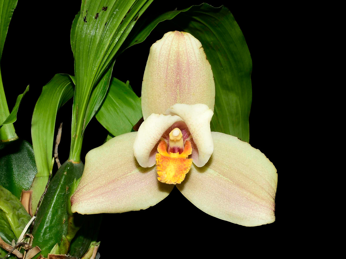 Lycaste x michelii x Lycaste Muromachi — Ecuagenera Orquídeas del Ecuador