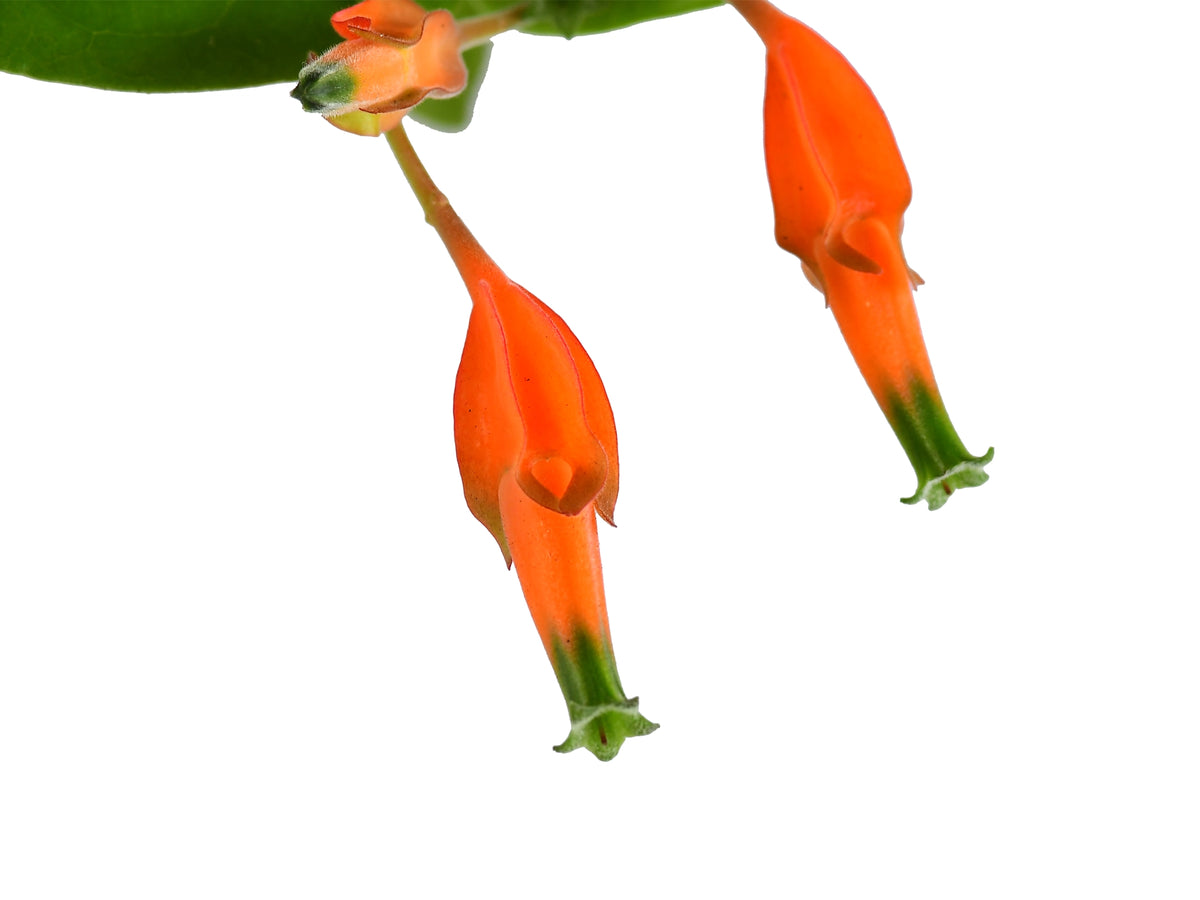 Macleania pentaptera — Ecuagenera Orquídeas del Ecuador