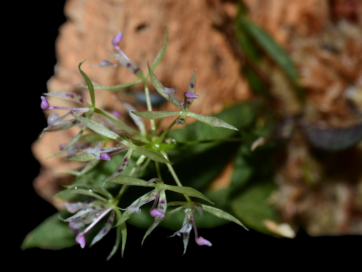 Macroclinium aurorae — Ecuagenera Orquídeas del Ecuador
