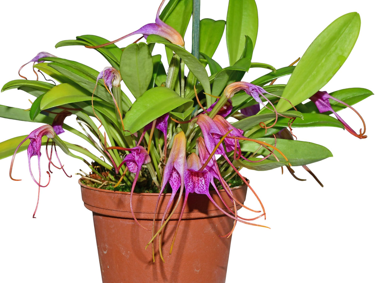 Masdevallia glandulosa - Glandular Cool Growing Orchid — Ecuagenera ...