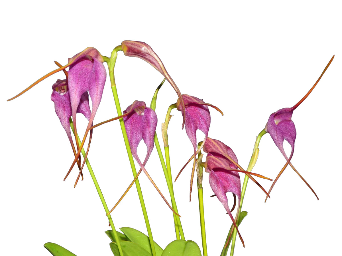 Masdevallia Andrea Kee - Intermediate Growing Spotted Hybrid Orchid ...