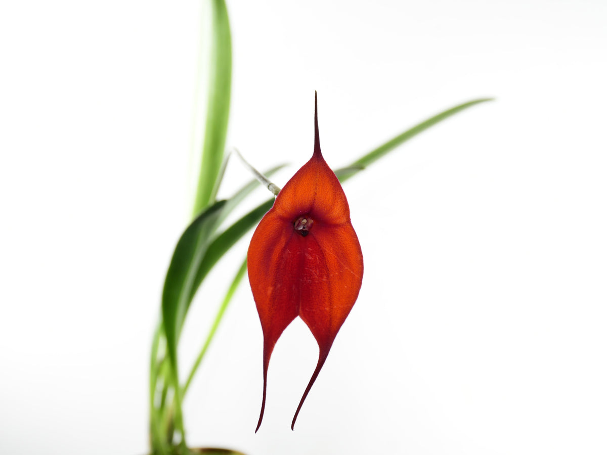 Masdevallia Annette Hall Marguerite - Intermediate Growing Hybrid ...