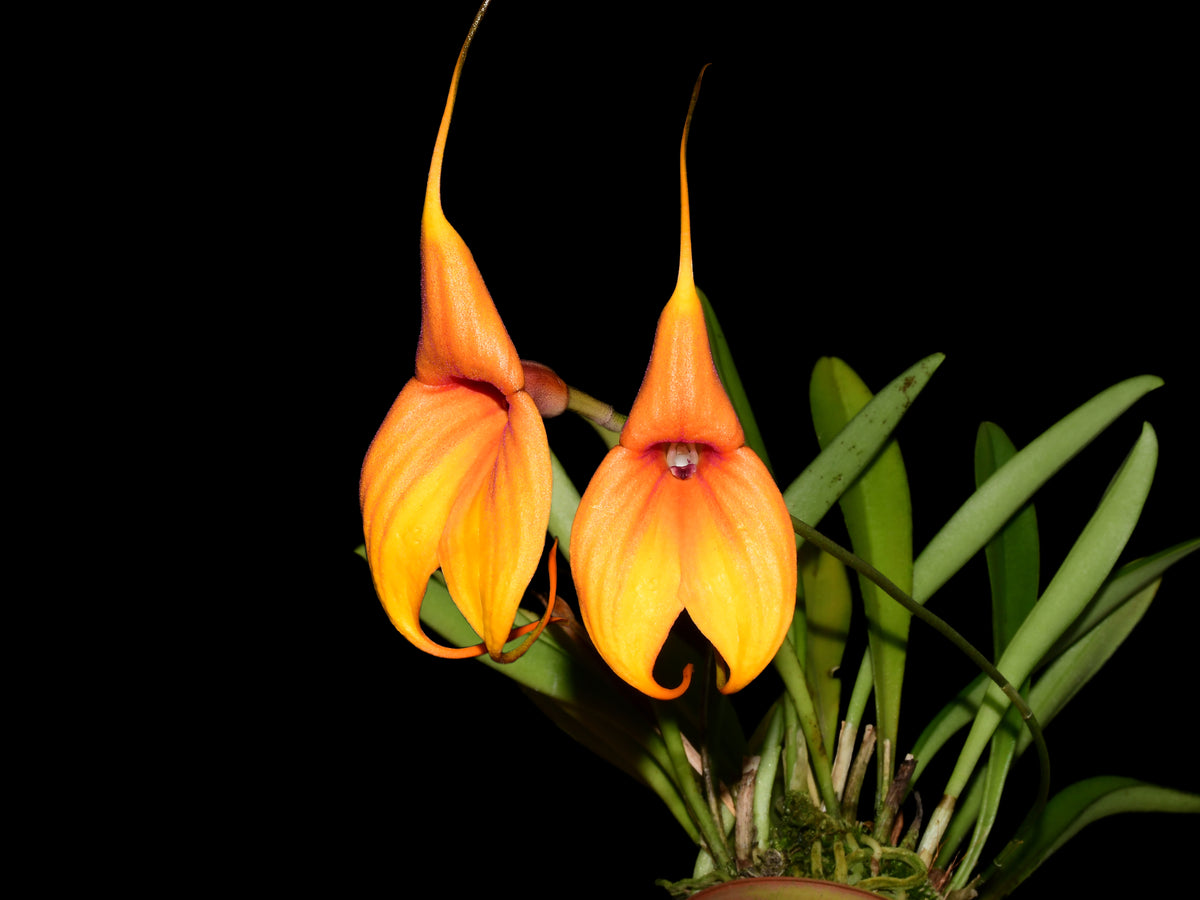 Masdevallia Ivanne — Ecuagenera Orquídeas del Ecuador