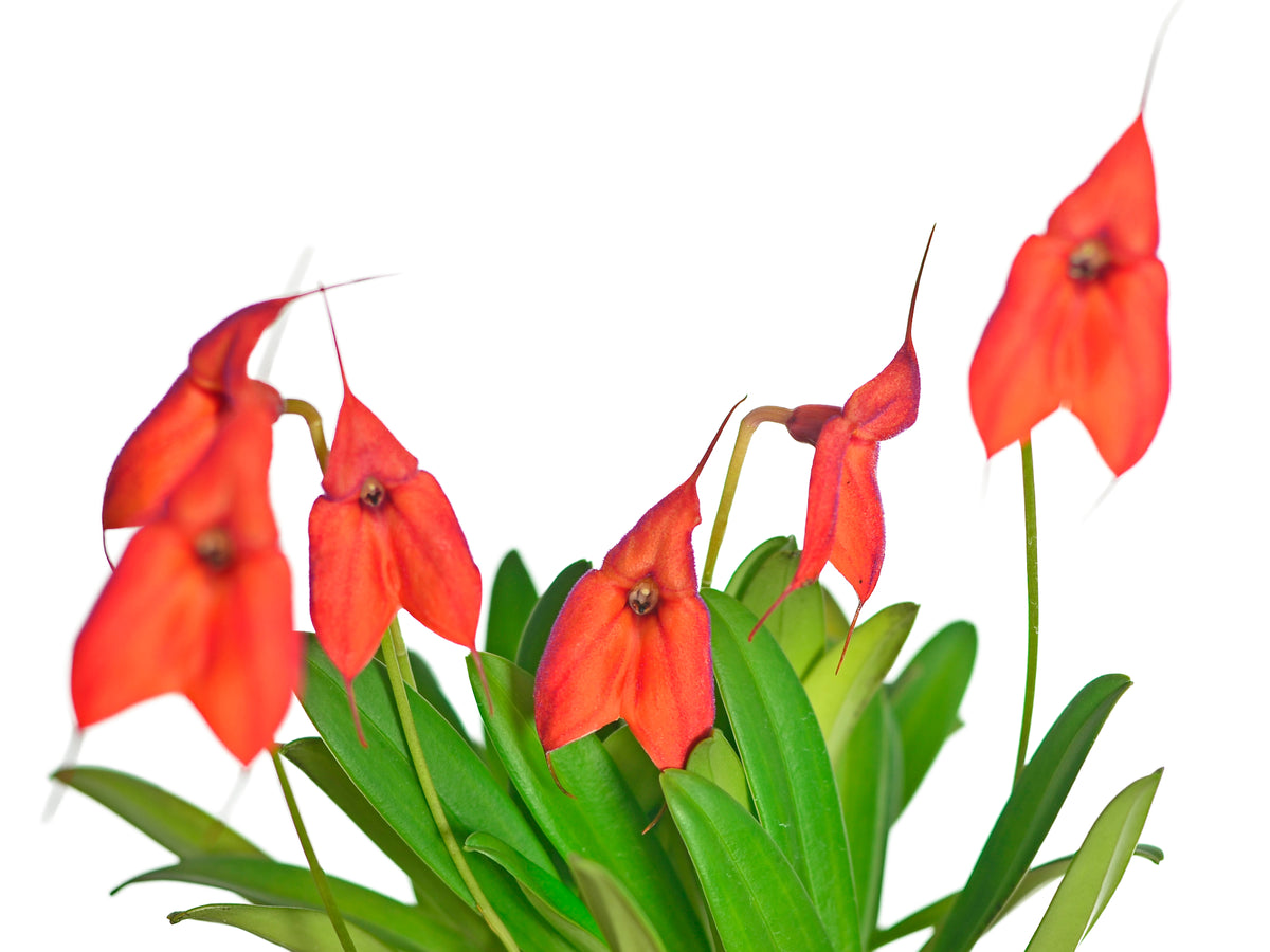 Masdevallia Hawaiian Sunset - Warm-Toned Hybrid Cool Growing Orchid ...