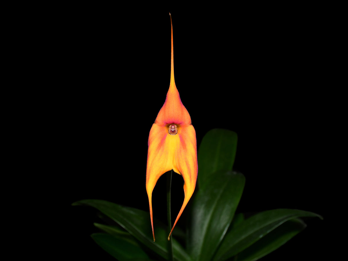 Masdevallia Pacifica Sunset — Ecuagenera Orquídeas del Ecuador