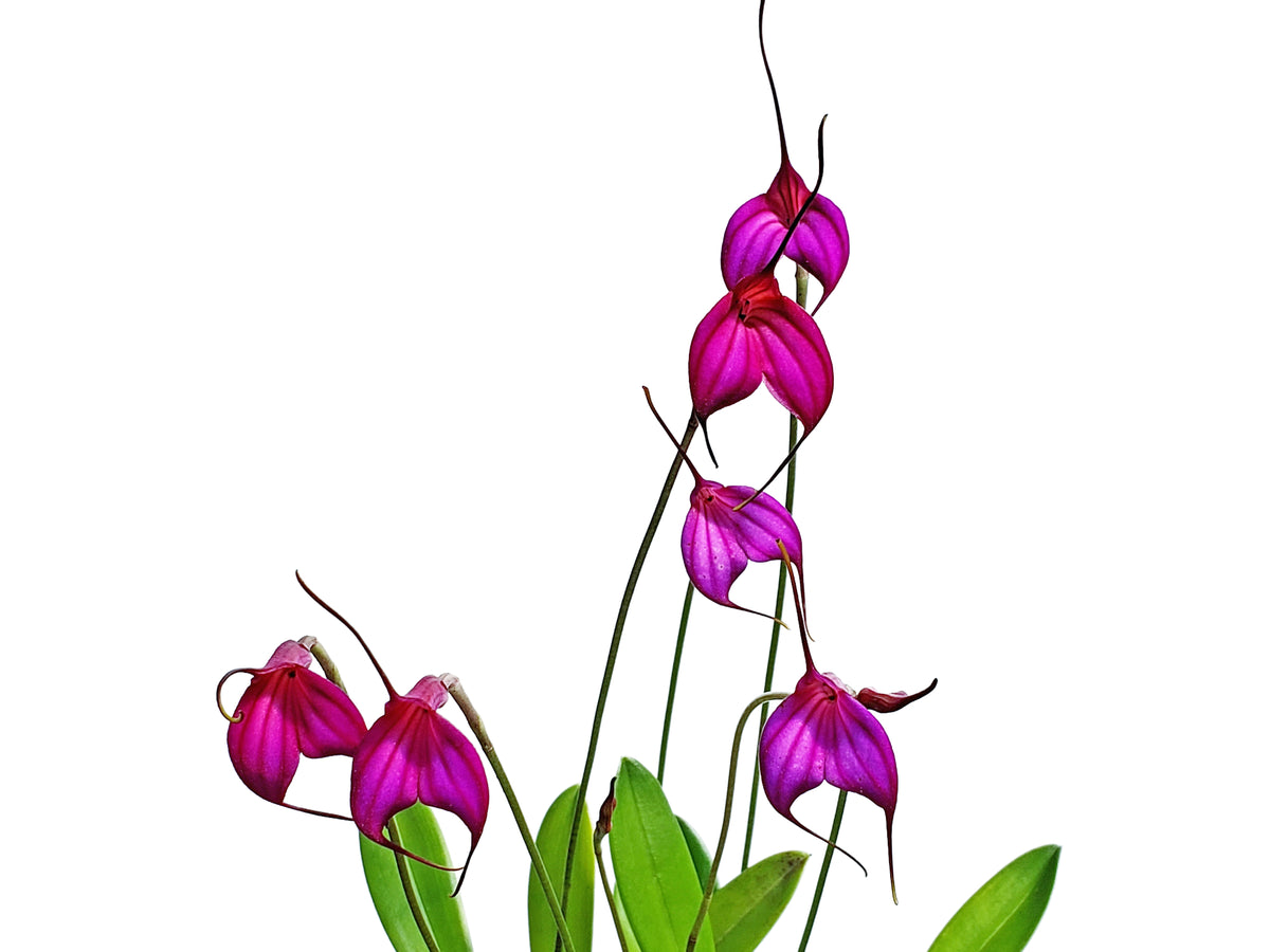Masdevallia amabilis — Ecuagenera Orquídeas del Ecuador